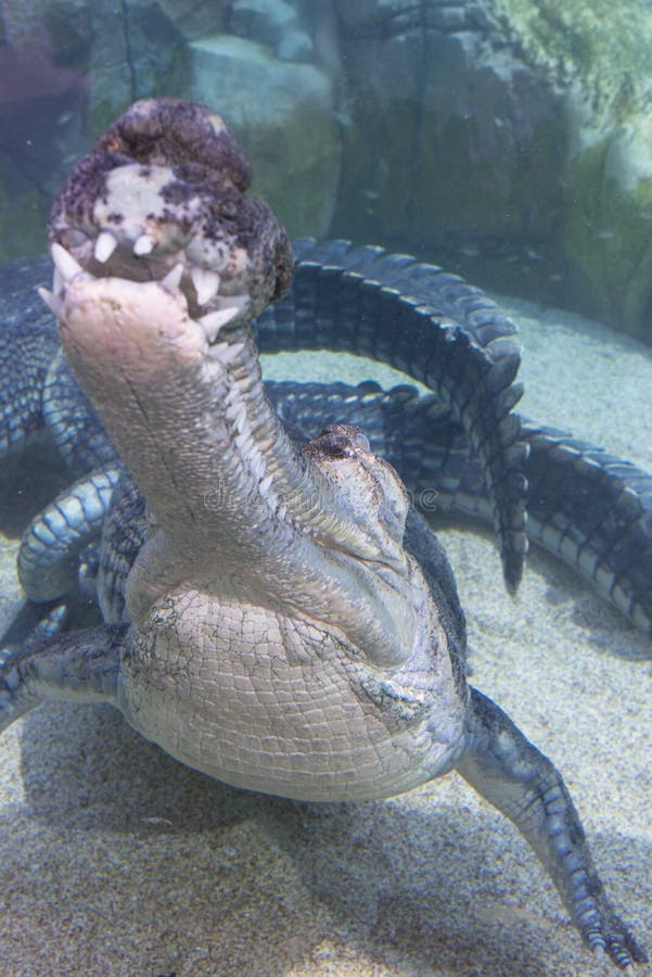 Gharial stock image. Image of gavial, detail, teeth, mouth - 32220381