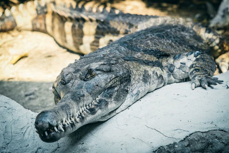 Mating crocodiles in zoo stock image. Image of ritual - 31705385