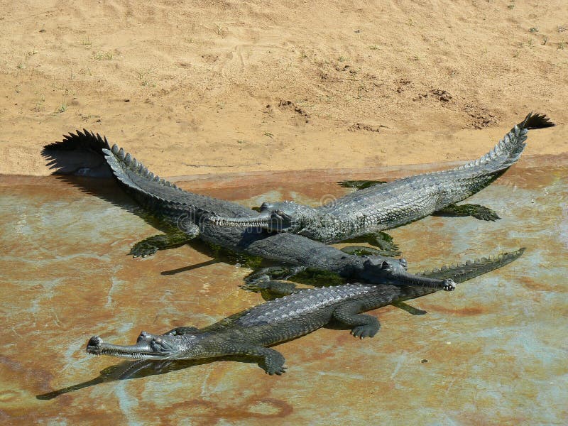 Gharials stock image. Image of protected, amphibian, india - 2211425
