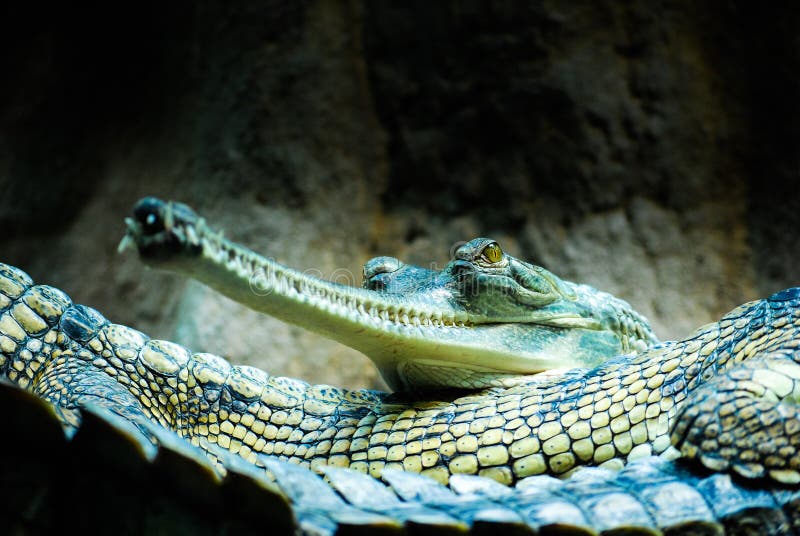 Gharials stock photo. Image of mouth, hunter, predator - 30866564