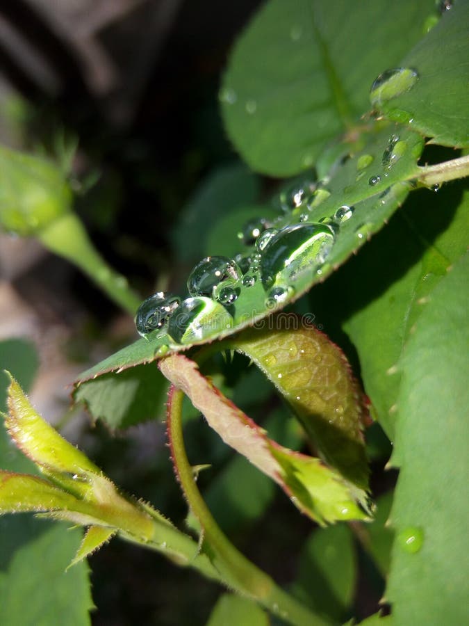 Ghd Hdhd Hdhd Hdhdhd Ks Jsj 库存图片 - 图片 包括有 绿色, 上升了: 69970463