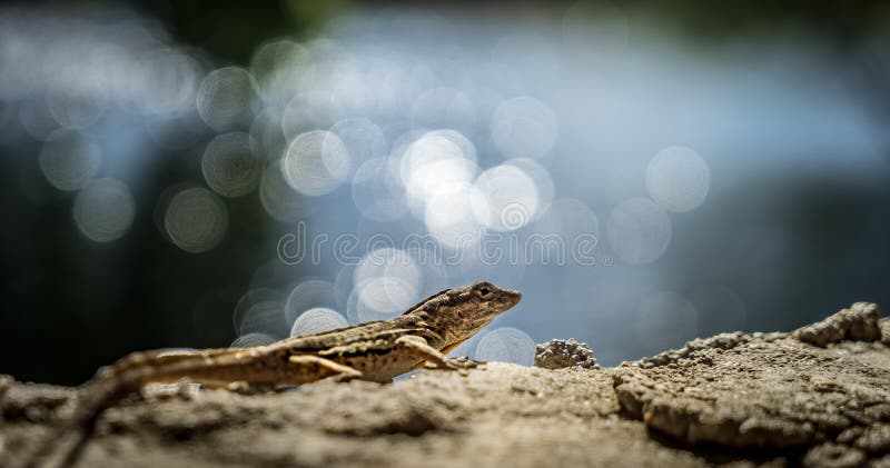 Gheko Curacao Views stock image. Image of netherland - 89839893