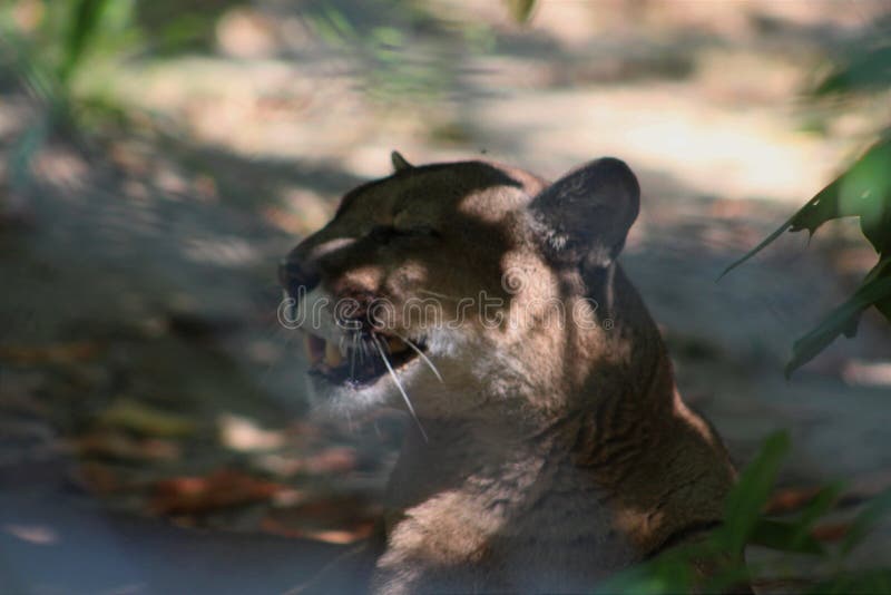 Ghepard Stock Photos - Free & Royalty-Free Stock Photos from Dreamstime