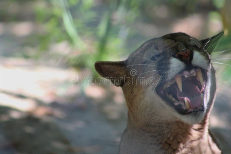 A ghepard in nature editorial photography. Image of wildlife - 251041842