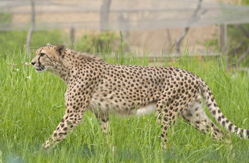 Ghepardo immagine stock. Immagine di mammifero, esotica - 34610449