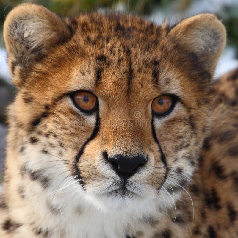 Ghepardo immagine stock. Immagine di grande, ghepardo - 4580031