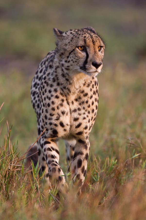 Ghepardo Su Un Albero in Africa Immagine Stock - Immagine di selvaggio ...