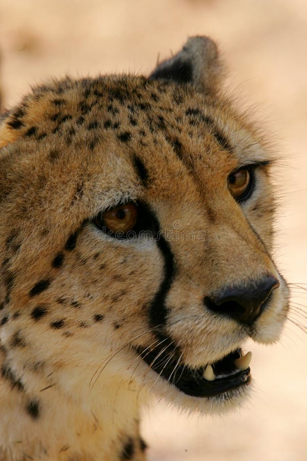 Ghepardo fotografia stock. Immagine di nero, africa, felino - 7322414