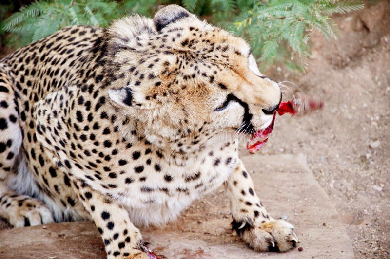 Cibo del ghepardo fotografia stock. Immagine di animale - 133744116