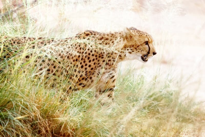 Ghepardo in erba alta immagine stock. Immagine di safari - 85660881