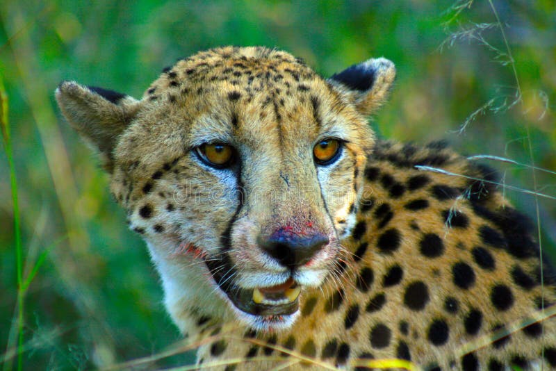 Ghepardo Che Mangia Preda Primo Piano Kenya Tanzania L'africa Sosta ...