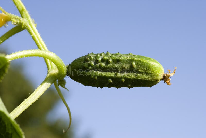 CORNICHON stock photo. Image of plant, botany, garden - 172744650