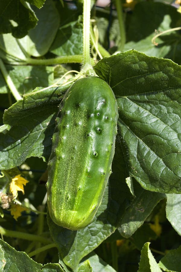 Cornichon stock photo. Image of vegetable, still, garden - 171479672