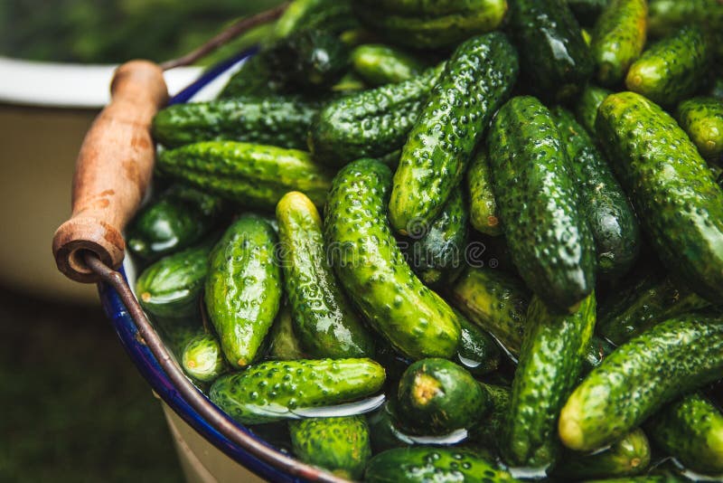 Gherkins stock image. Image of farming, time, cucumber - 153766225