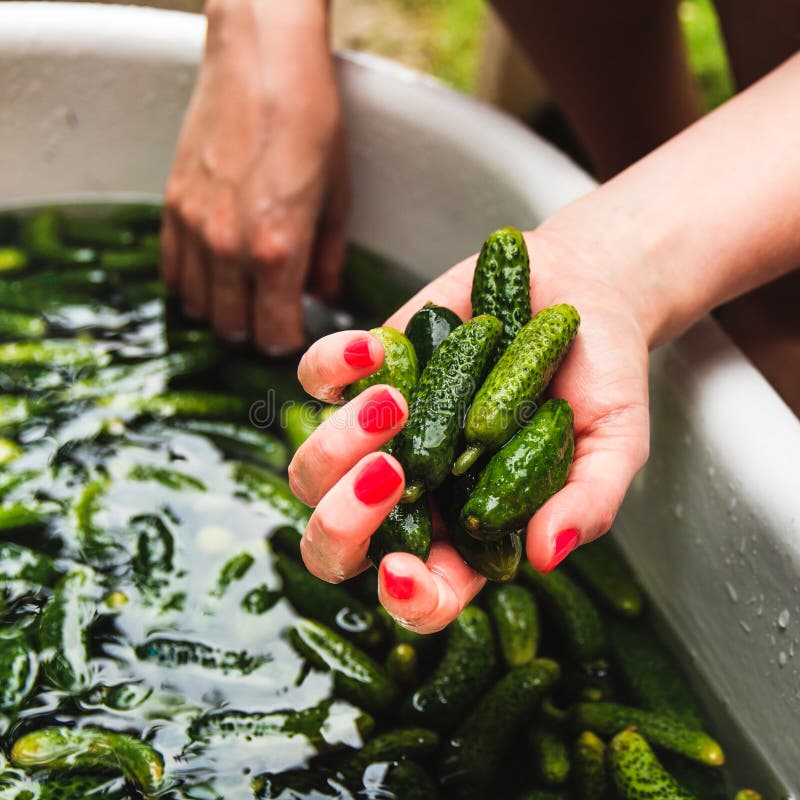 Gherkins and manicure stock photo. Image of cucumbers - 80735652