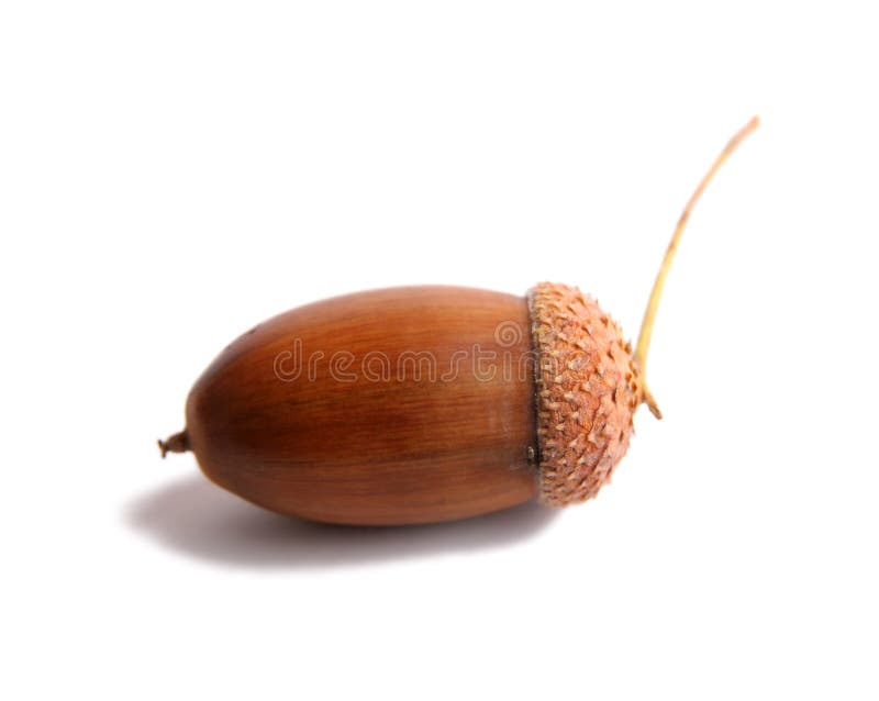 Ghianda fotografia stock. Immagine di frutta, legname - 11100240