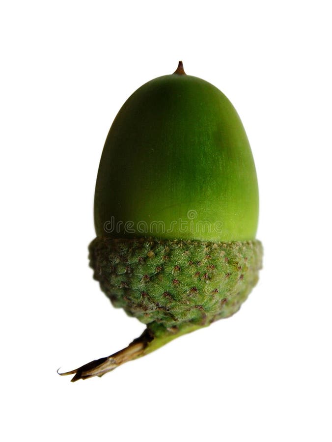 Ghianda immagine stock. Immagine di seme, albero, aperto - 5757189