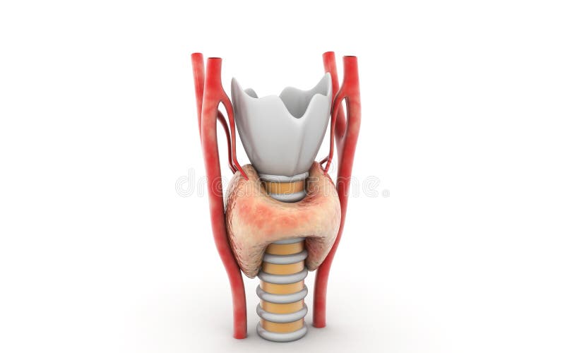 Trachea Della Ghiandola Tiroide Anatomia Dell'organo Donna Gola Dell ...
