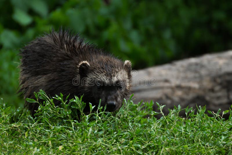 Il Gulo Del Gulo Del Ghiottone Fotografia Stock - Immagine di animale ...
