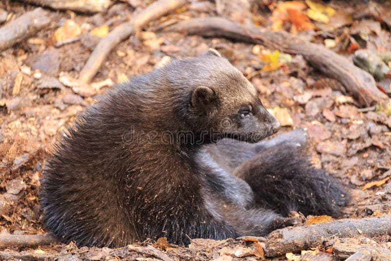 Il Gulo Del Gulo Del Ghiottone Fotografia Stock - Immagine di animale ...