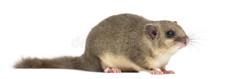 Ghiro fotografia stock. Immagine di grasso, bianco, animale - 60521008