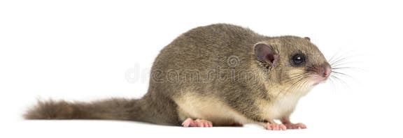 Ghiro fotografia stock. Immagine di grasso, bianco, animale - 60521008