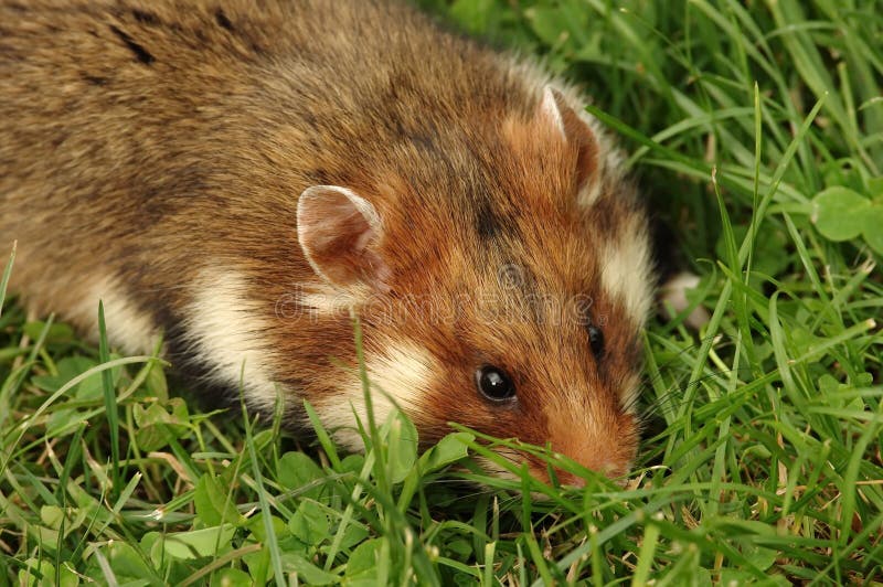 Ghiro del giardino fotografia stock. Immagine di onnivoro - 41803748