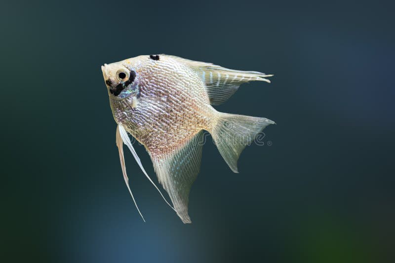 Ghost Angelfish - Freshwater Fish Stock Photo - Image of aquarium ...
