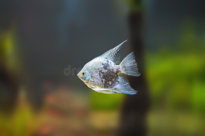 Ghost Angelfish - Freshwater Fish Stock Image - Image of ecological ...