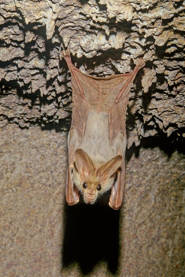 Ghost Bat Australia Stock Photos - Free & Royalty-Free Stock Photos ...