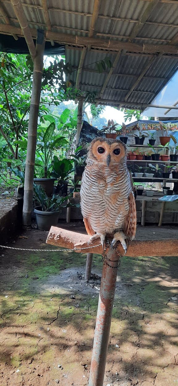 Ghost of bird stock photo. Image of sculpture, bird - 232485646