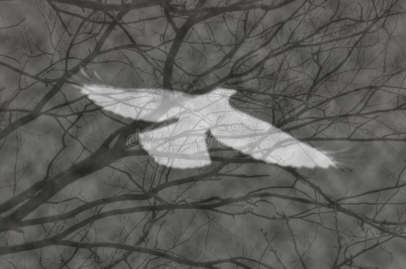 Bird Ghost at Nagoya Festival, Japan Stock Photo - Image of japan ...