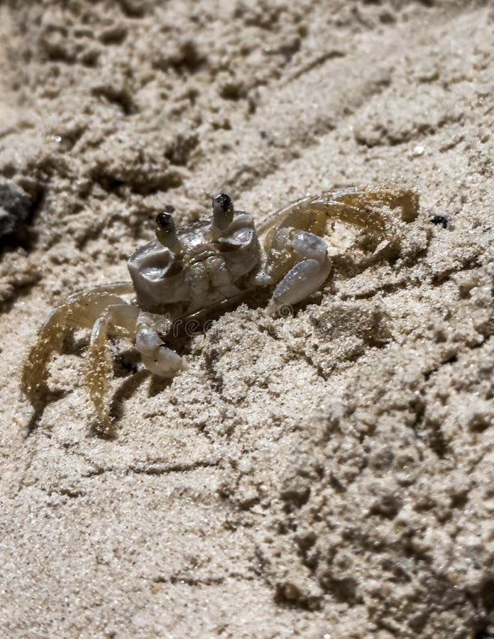 Pale Sandy Colored Exoskeleton Blends Stock Photos - Free & Royalty ...