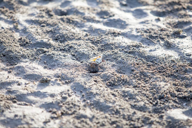 Ghost Crab Digging Hole in the Sand Stock Image - Image of coastal ...