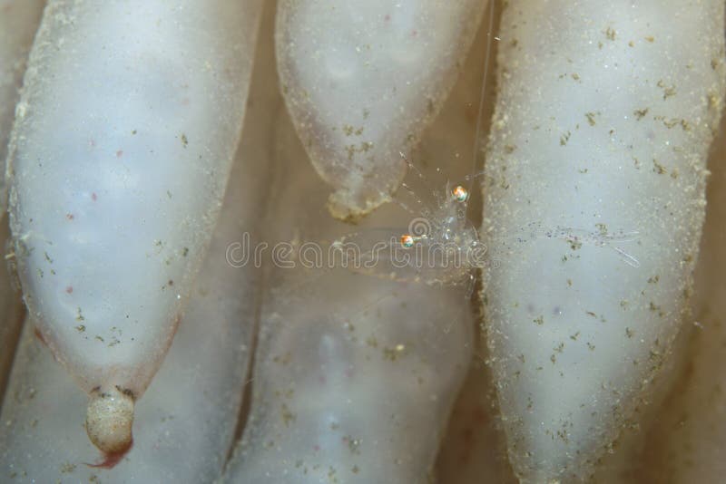 Ghost crab stock photo. Image of wildlife, shell, orange - 93898998