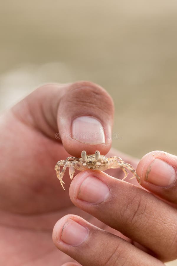 Ghost crab in hand stock photo. Image of gemstone, hand - 224526338