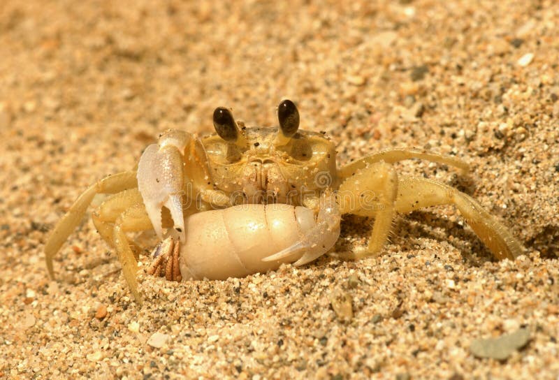 Alert ghost crab stock image. Image of alert, nocturnal - 698121