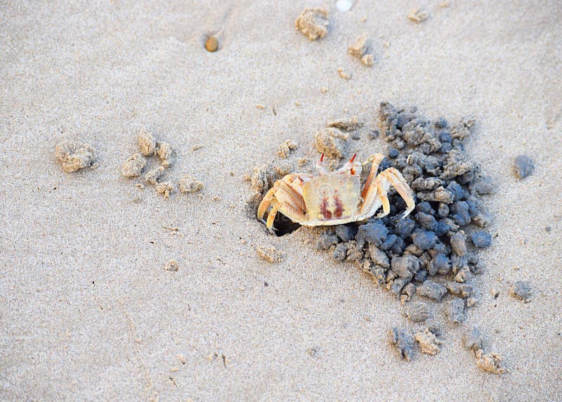 Ghost Crab - Ocypode - Digging Burrow on Sandy Beach Stock Photo ...