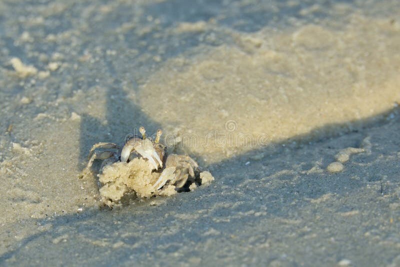 Ghost crab stock image. Image of marine, ocypodioae - 356883751