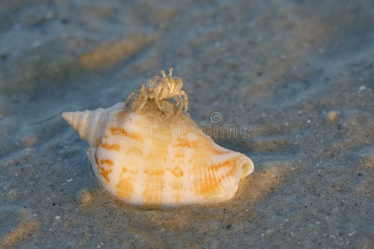 Ghost crab stock photo. Image of snail, beach, ghost - 356879640