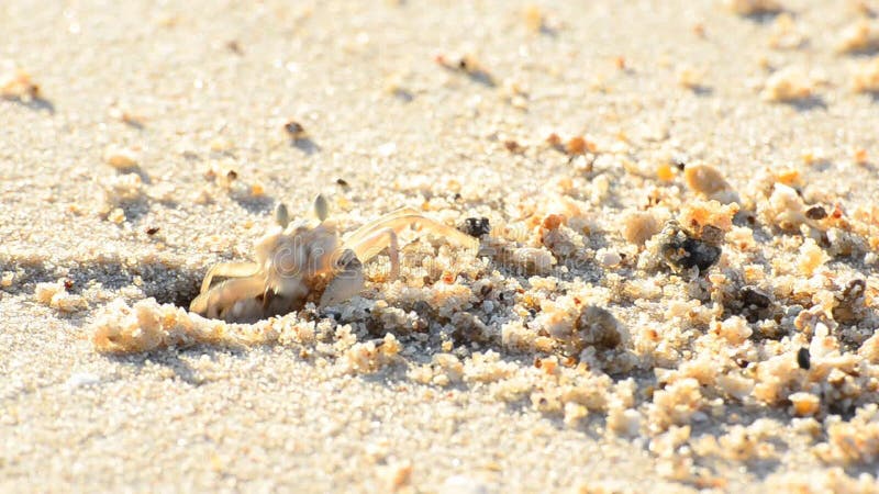 Ghost Crabs Digging Holes. HD Stock Footage - Video of animal, cute ...