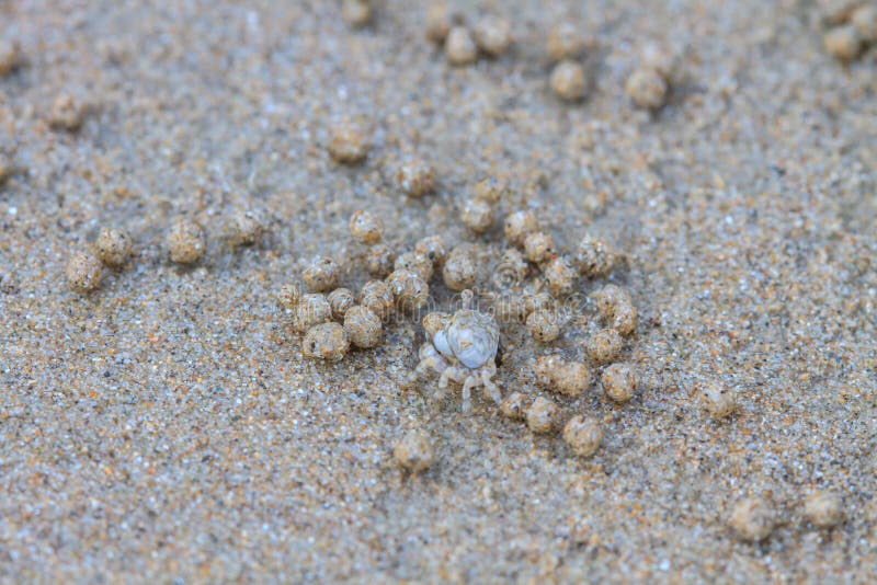 Ghost Crabs stock photo. Image of sandy, shell, cute - 53060680