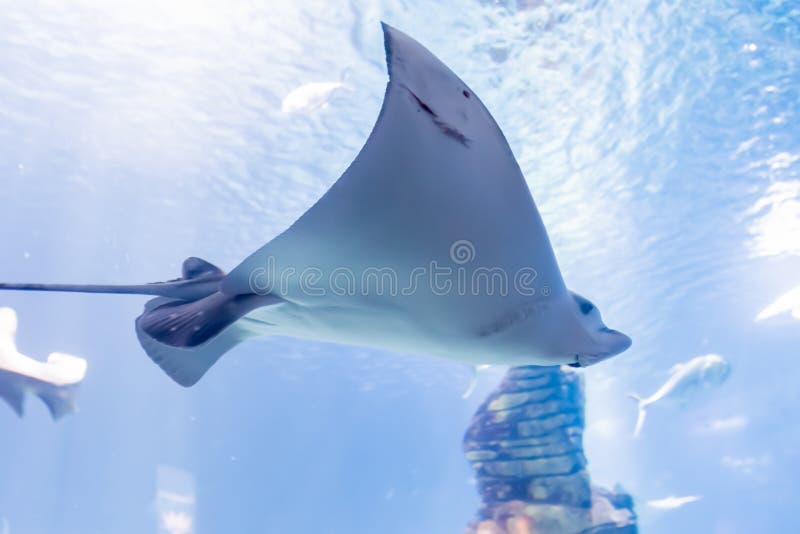 Ghost of the deep sea stock image. Image of brown, shark - 173229449
