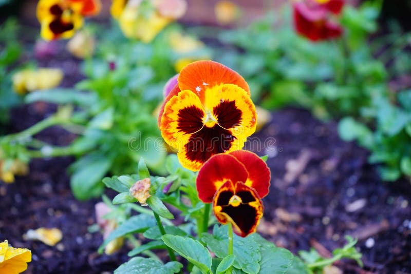 Ghost face flower stock image. Image of gardening, colourful - 61854387