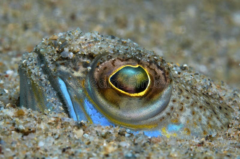 457 Fish Hiding Sand Stock Photos - Free & Royalty-Free Stock Photos ...
