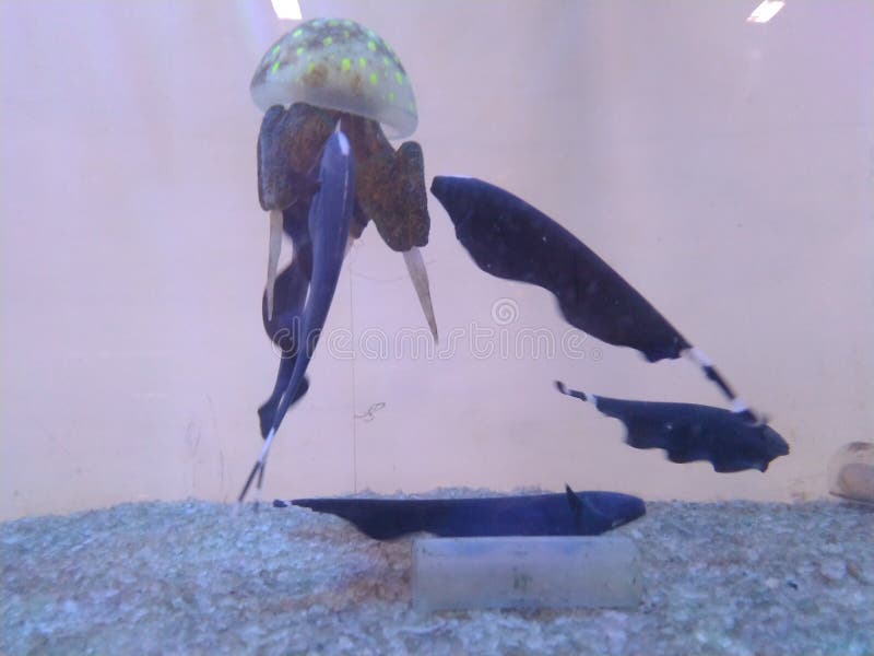 Ghost fish stock photo. Image of jellyfish, thin, ghost - 124499124