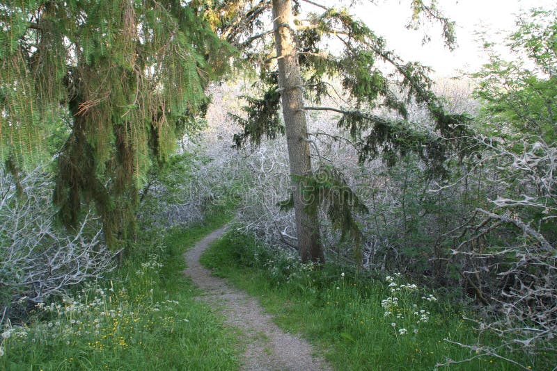 Dead Webbed Trees Stock Photos - Free & Royalty-Free Stock Photos from ...