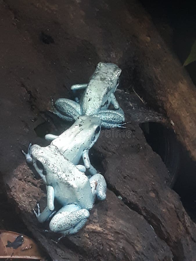 Ghost Frogs stock image. Image of frogs, toads, trio - 162314085