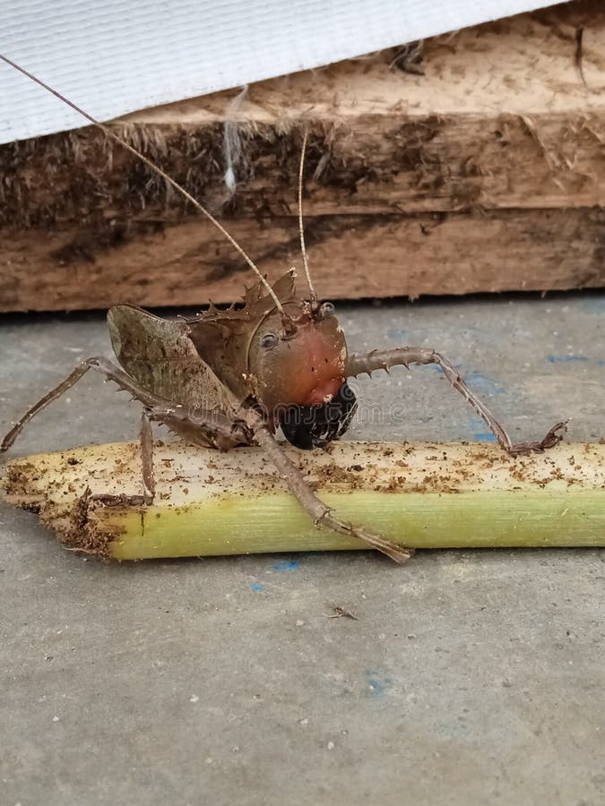 Ghost grass hopper stock image. Image of soil, wood - 261472233