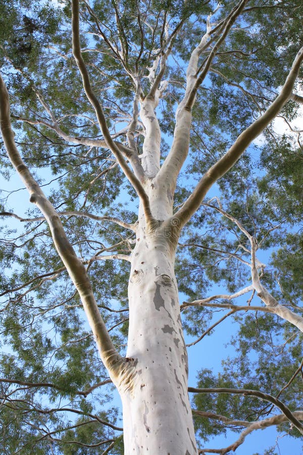 Australian Gum Tree stock photo. Image of fresh, eucalypt - 16979432